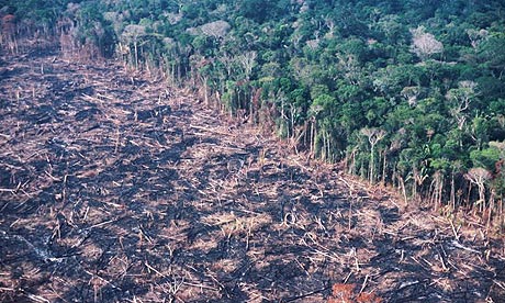 The Habitat Advocate Agenda 21 Combating Deforestation Archives The The Habitat Advocate Agenda 21 Combating Deforestation Archives The