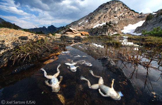 The Habitat Advocate Batrachochytrium dendrobatidis Archives - The ...
