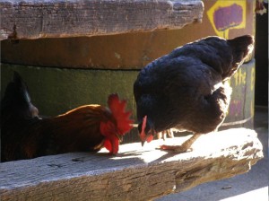 The Habitat Advocate » Blog Archive Nimbin Environment Centre is worth ...